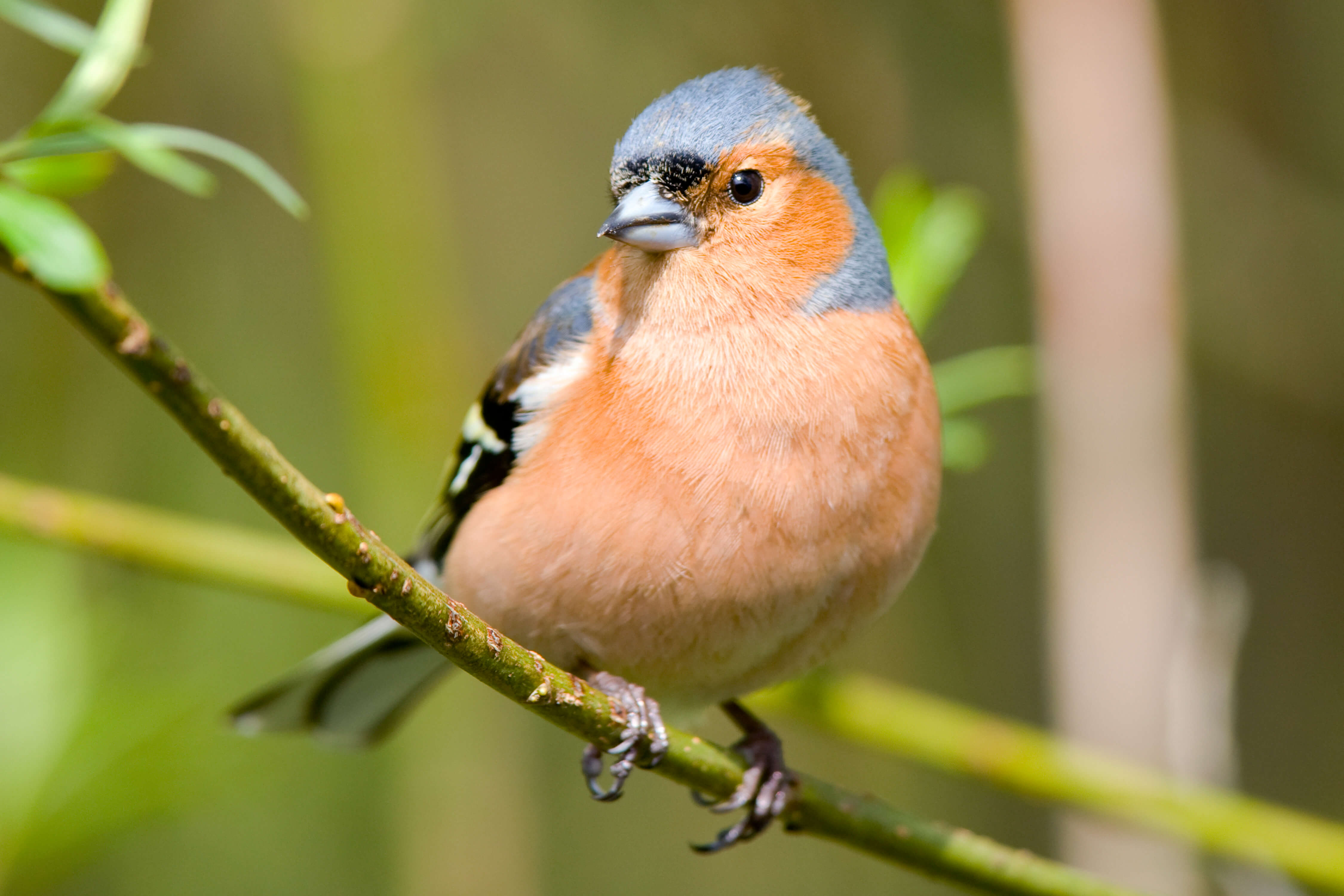Buchfink | Blühendes Österreich
